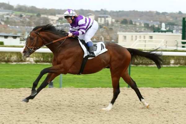 QUIXOTE - La fiche CANALTURF du cheval, performances pmu, pédigré ...