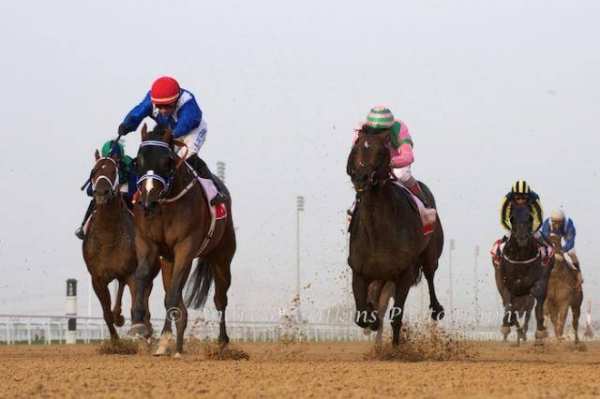 SHAISHEE - La fiche CANALTURF du cheval, performances pmu, pédigré ...