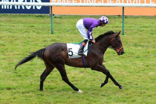 TUPI - La fiche CANALTURF du cheval, performances pmu, pédigré ...