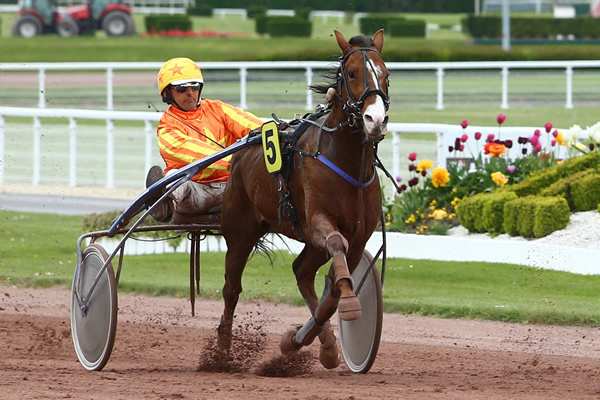 DARD ROC - La fiche CANALTURF du cheval, performances pmu, pédigré ...
