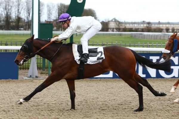 GOLD FOREVER - La fiche CANALTURF du cheval, performances pmu, pédigré ...