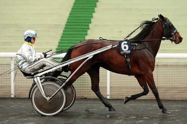 TAMURE ROC - La fiche CANALTURF du cheval, performances pmu, pédigré ...