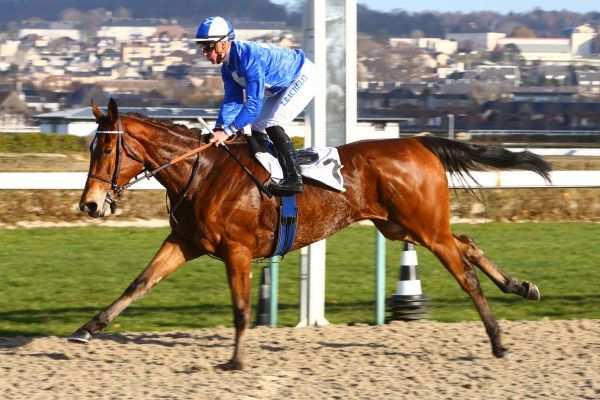 SISENE - La fiche CANALTURF du cheval, performances pmu, pédigré ...