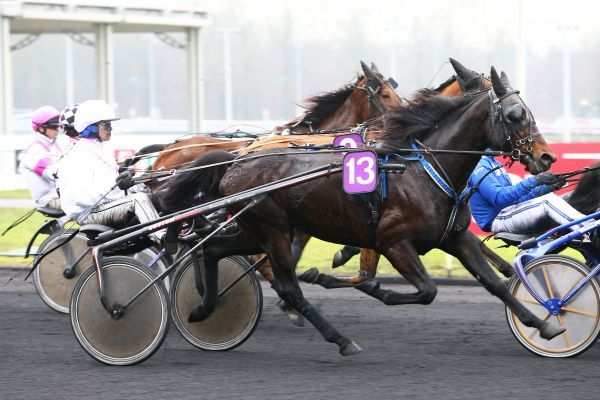 SHOTPROOF - La fiche CANALTURF du cheval, performances pmu, pédigré ...