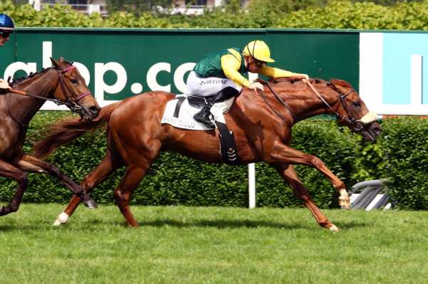 ROC ANGEL - La fiche CANALTURF du cheval, performances pmu, pédigré ...