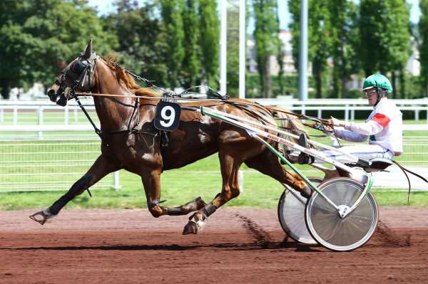 CALL BOY DANOVER - La fiche CANALTURF du cheval, performances pmu ...