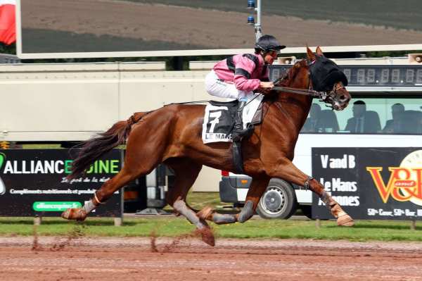 BAD BOY NEP - La fiche CANALTURF du cheval, performances pmu, pédigré ...