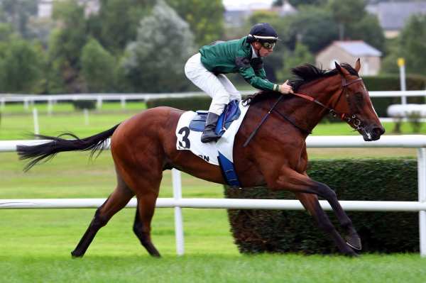 PIER CESAR - La fiche CANALTURF du cheval, performances pmu, pédigré ...