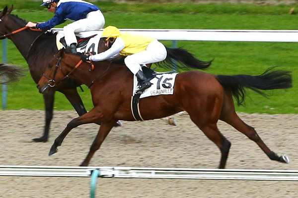 AUTHORIZO - La fiche CANALTURF du cheval, performances pmu, pédigré ...