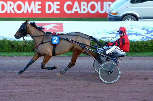 DIVA QUICK - La fiche CANALTURF du cheval, performances pmu, pédigré ...