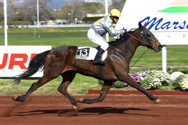 PARIS ROC - La fiche CANALTURF du cheval, performances pmu, pédigré ...