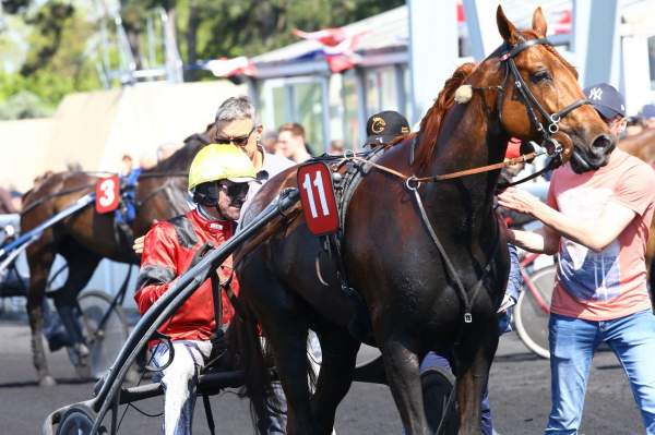 CLASSIC WAY - La fiche CANALTURF du cheval, performances pmu, pédigré ...