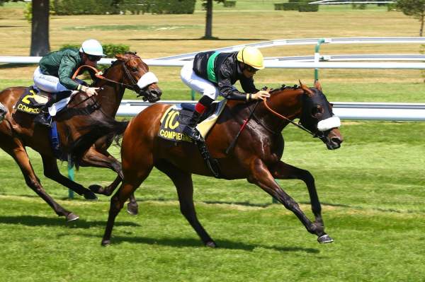 LINARDO - La fiche CANALTURF du cheval, performances pmu, pédigré ...