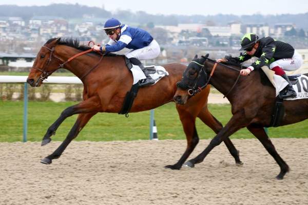 MEHYT - La fiche CANALTURF du cheval, performances pmu, pédigré ...