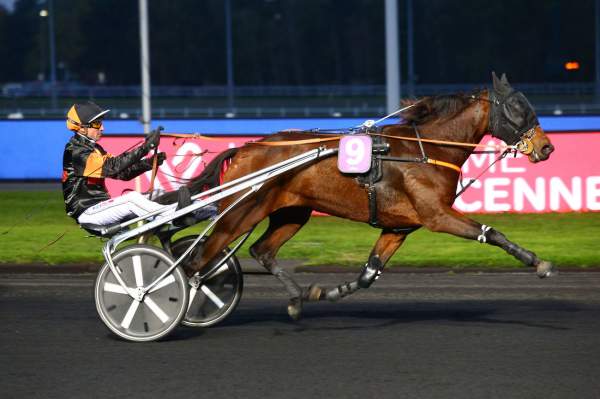 GOLDIE GOLD - La fiche CANALTURF du cheval, performances pmu, pédigré ...