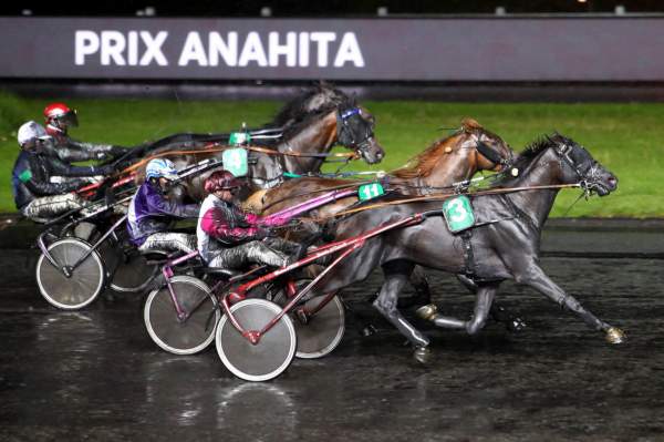 GO FAST ROC - La fiche CANALTURF du cheval, performances pmu, pédigré ...