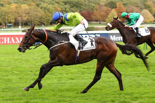 SUBJECTIVIST - La fiche CANALTURF du cheval, performances pmu, pédigré ...