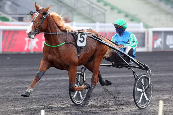 HANDY BOURBON - La fiche CANALTURF du cheval, performances pmu, pédigré ...