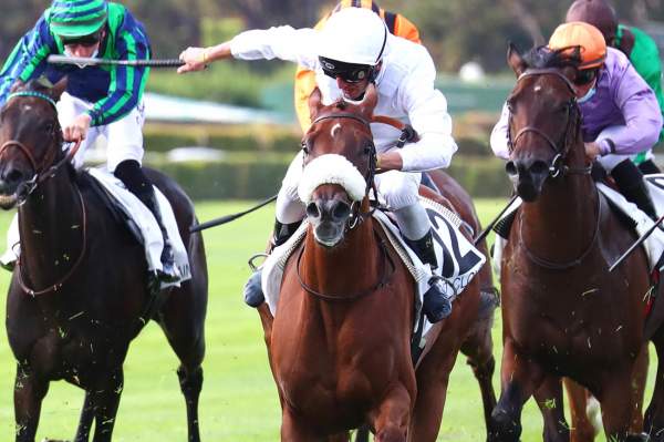 GOLD ACCENT - La fiche CANALTURF du cheval, performances pmu, pédigré ...