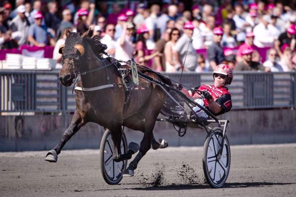 MR GOLDEN QUICK - La fiche CANALTURF du cheval, performances pmu ...