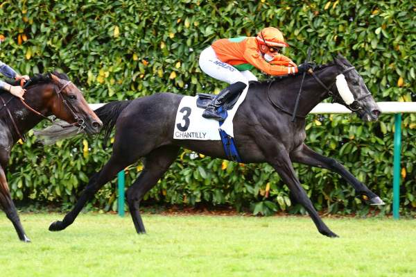 GOLD STEP - La fiche CANALTURF du cheval, performances pmu, pédigré ...