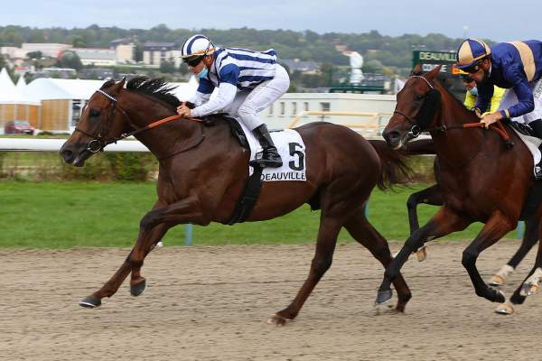 SIMPLY STRIKING - La fiche CANALTURF du cheval, performances pmu ...