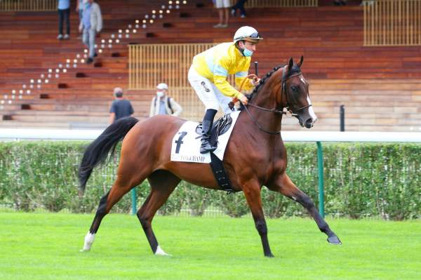 MORE JOY - La fiche CANALTURF du cheval, performances pmu, pédigré ...