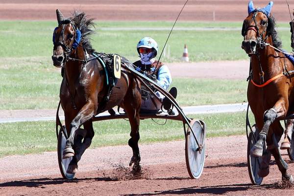 HERCULE QUICK - La fiche CANALTURF du cheval, performances pmu, pédigré ...