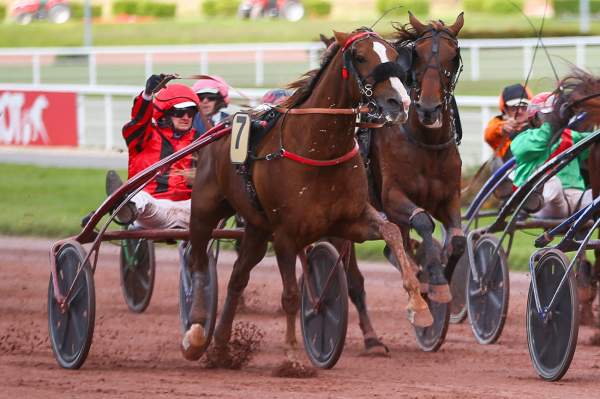 VLAD DEL RONCO - La fiche CANALTURF du cheval, performances pmu ...