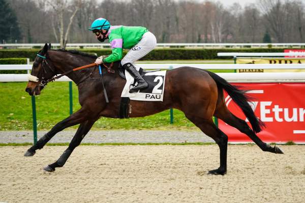 ESPRIT ESTULA - La fiche CANALTURF du cheval, performances pmu, pédigré ...