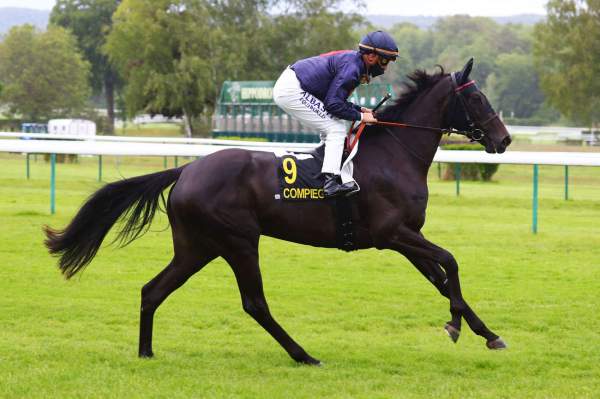 MADISON AVENUE - La fiche CANALTURF du cheval, performances pmu ...