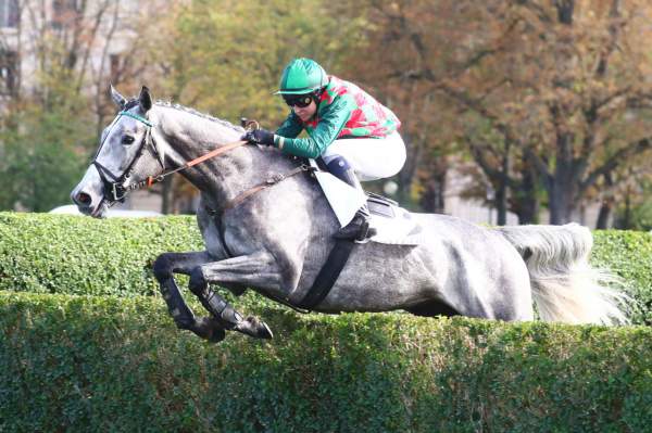 INTENSE RAFFLES - La fiche CANALTURF du cheval, performances pmu ...