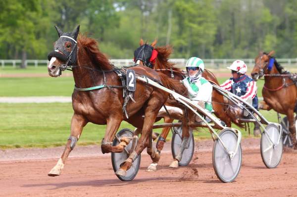 JIM PERRINE - La fiche CANALTURF du cheval, performances pmu, pédigré ...