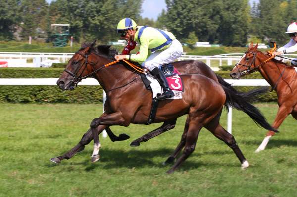 JOLI COUP - La fiche CANALTURF du cheval, performances pmu, pédigré ...