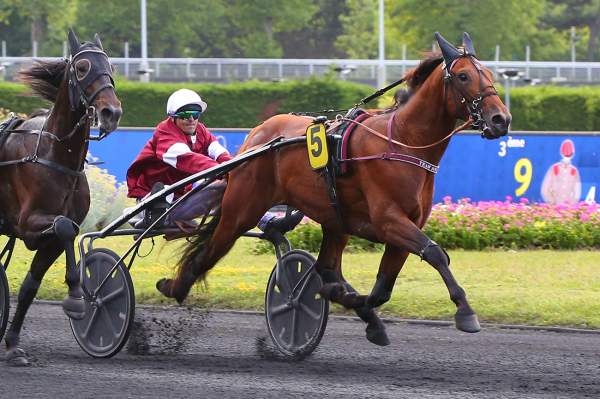 JACK BARROW - La fiche CANALTURF du cheval, performances pmu, pédigré ...