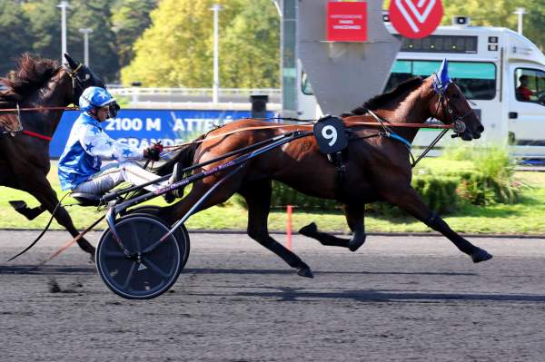 JOKER WIND - La fiche CANALTURF du cheval, performances pmu, pédigré ...