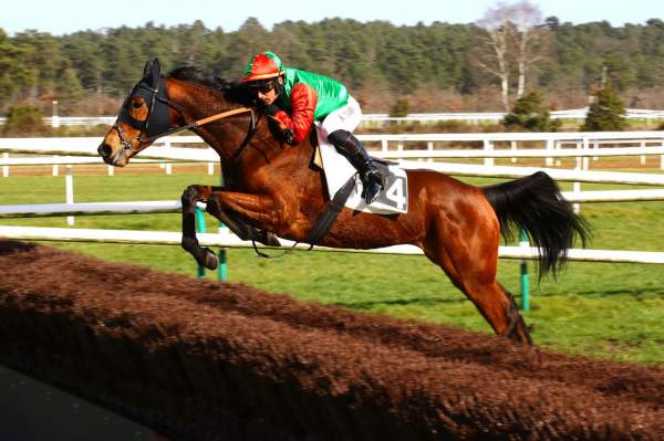 IOUP LA LA - La fiche CANALTURF du cheval, performances pmu, pédigré ...