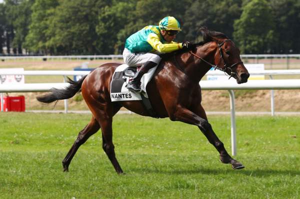 AQUILA VOLANTE - La fiche CANALTURF du cheval, performances pmu ...