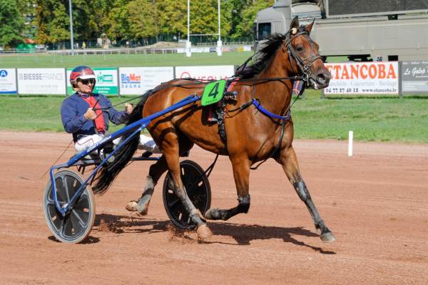 KEYPTOWN - La fiche CANALTURF du cheval, performances pmu, pédigré ...