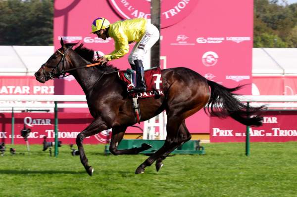 SEA SILK ROAD - La fiche CANALTURF du cheval, performances pmu, pédigré ...