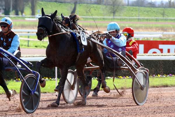KING BOLD - La fiche CANALTURF du cheval, performances pmu, pédigré ...