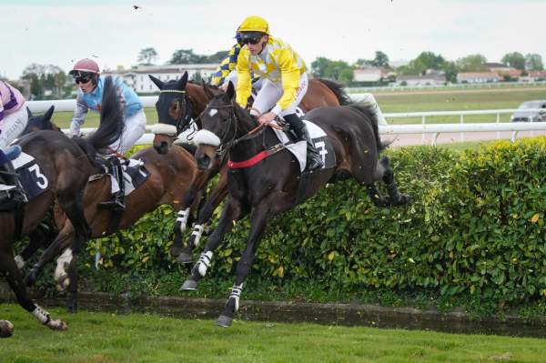 SWING DU MATHAN - La fiche CANALTURF du cheval, performances pmu ...